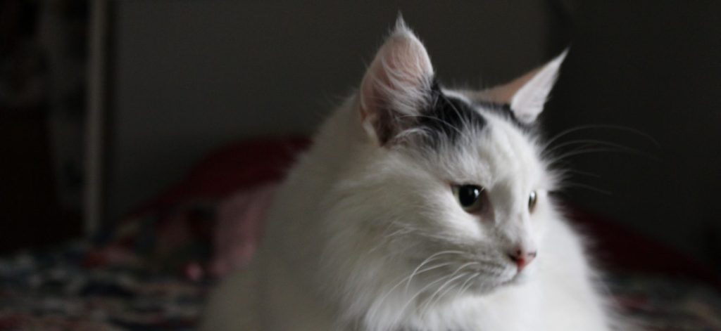 Senior Nutrition - HAPCAP